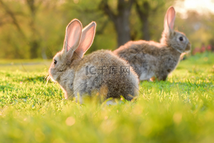 Cute baby rabbit on a green lawn sunshine. Little rabbit on green grass ...