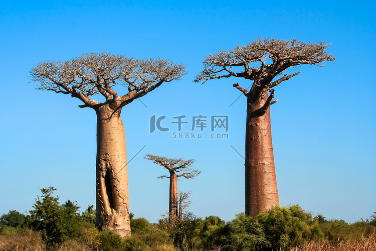 大猴面包树高清摄影大图-千库网