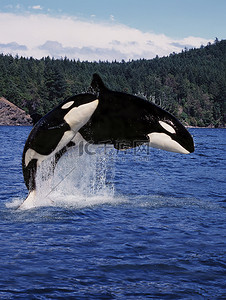 Killer Whale, Orcinus orca, Mother and Calf Leaping,加拿大 高清摄影大图-千库网