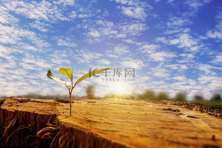 在修剪后的树桩上发芽的小苗，包括升起的太阳、植物生长的概念和植物的新开端.高清摄影大图-千库网