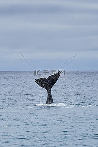 fin摄影图片-fin摄影作品-千库网