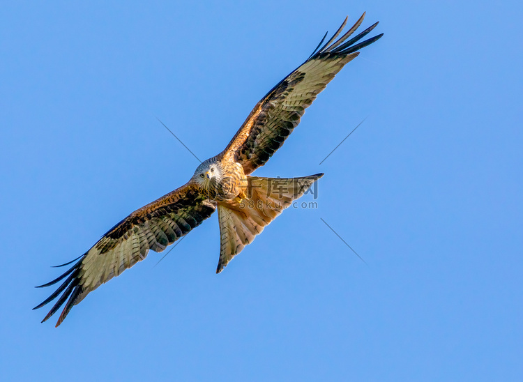 Red kite catching the sunlight高清摄影大图-千库网