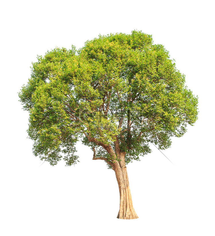 Irvingia malayana also known as Wild Almond, tropical tree in th高清摄影大图-千库网