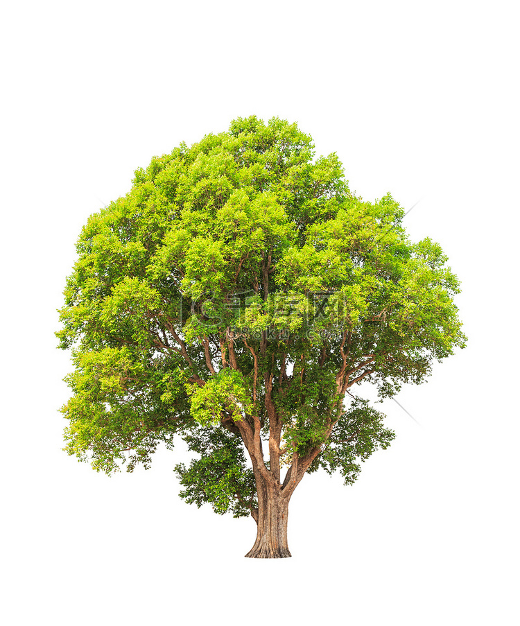 Irvingia malayana also known as Wild Almond, tropical tree in th高清摄影大图-千库网