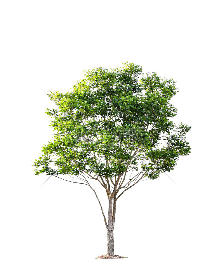 Beautiful green tree on a white background on high definition高清摄影大图-千库网