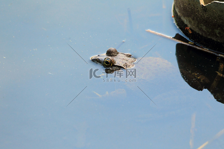 在日本的美国牛蛙 (牛蛙)高清摄影大图-千库网