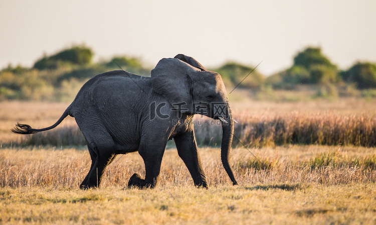 African elephant running in savanna高清摄影大图-千库网