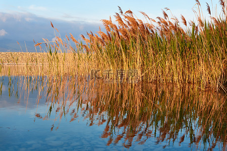 湖中的芦苇在倒影高清摄影大图-千库网
