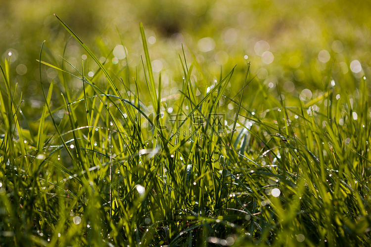 close up of dew drops on grass in the morning高清摄影大图-千库网