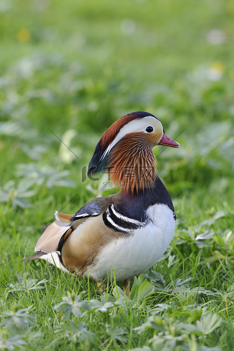 鸳鸯鸟 (Aix galericulata) 高清摄影大图-千库网
