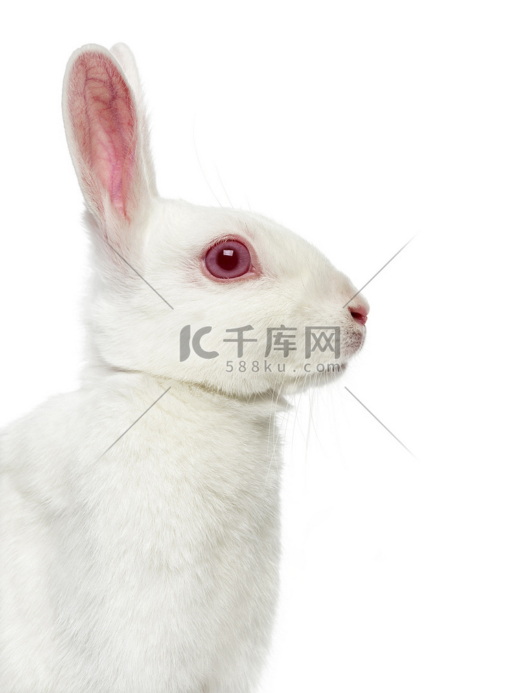 白色的白兔子上白色孤立高清摄影大图-千库网