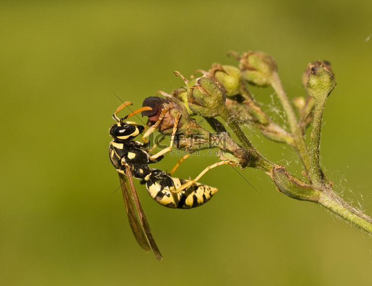 马蜂 cf gallicus。纸黄蜂高清摄影大图-千库网