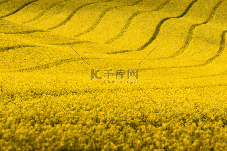 Yellow rapeseed field with wavy abstract landscape pattern. Yellow ...