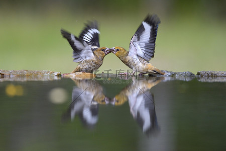 Hawfinch (Coccothraustes coccothraustes), fighting young birds at the ...