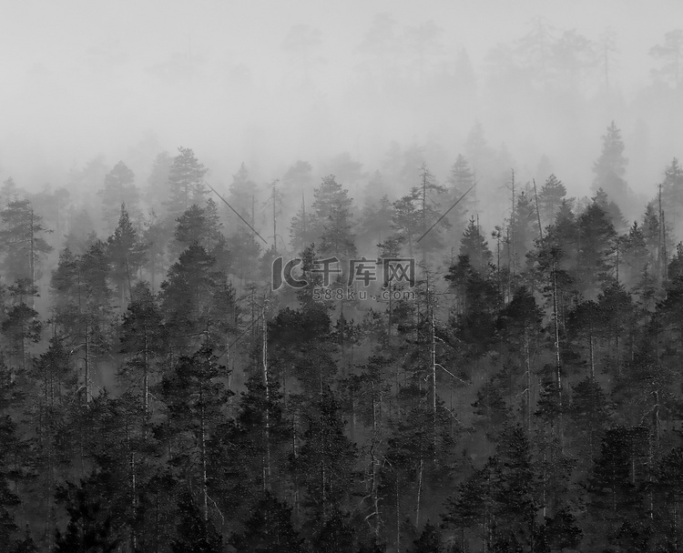 森林高清摄影大图-千库网