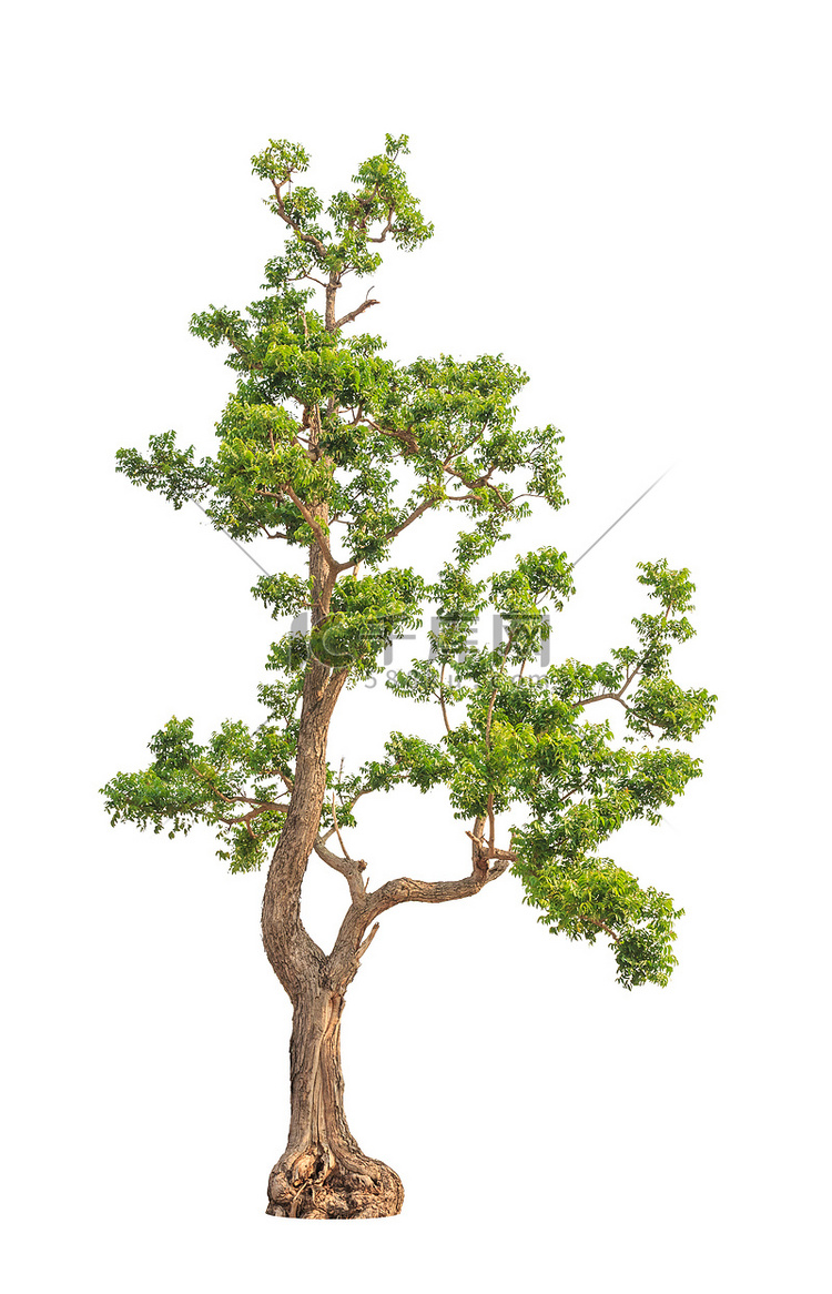 Neem plant (Azadirachta indica), tropical tree in the northeast高清摄影大图-千库网