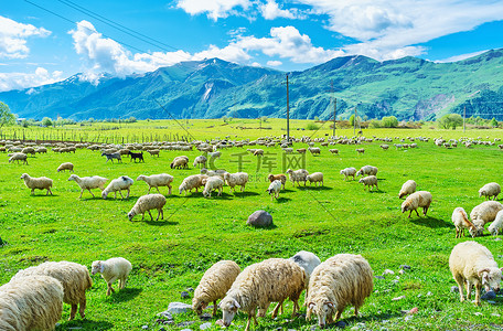 在格鲁吉亚高地牲畜高清摄影大图-千库网
