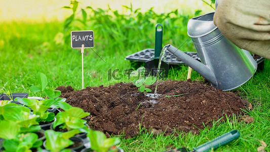 Cropped view of gardener watering plant in soil near board with ...