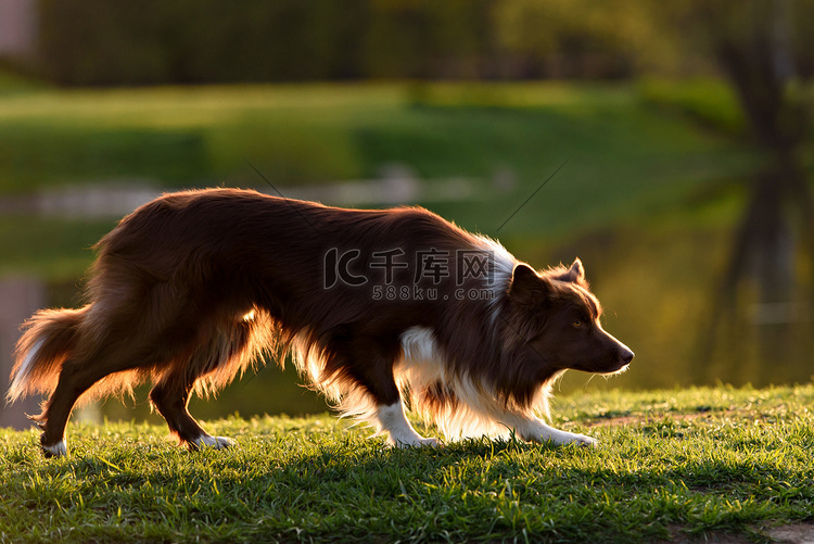 Red border collie dog in a meadow, summer高清摄影大图-千库网