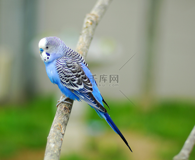 blå undulat papegoja sällskapsfåglar高清摄影大图-千库网