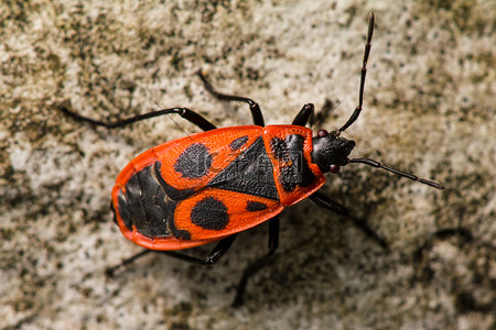 Firebug 详细的宏高清摄影大图-千库网