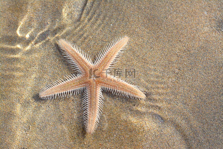 Spiny starfish (Marthasterias glacialis), starfish with a small central ...