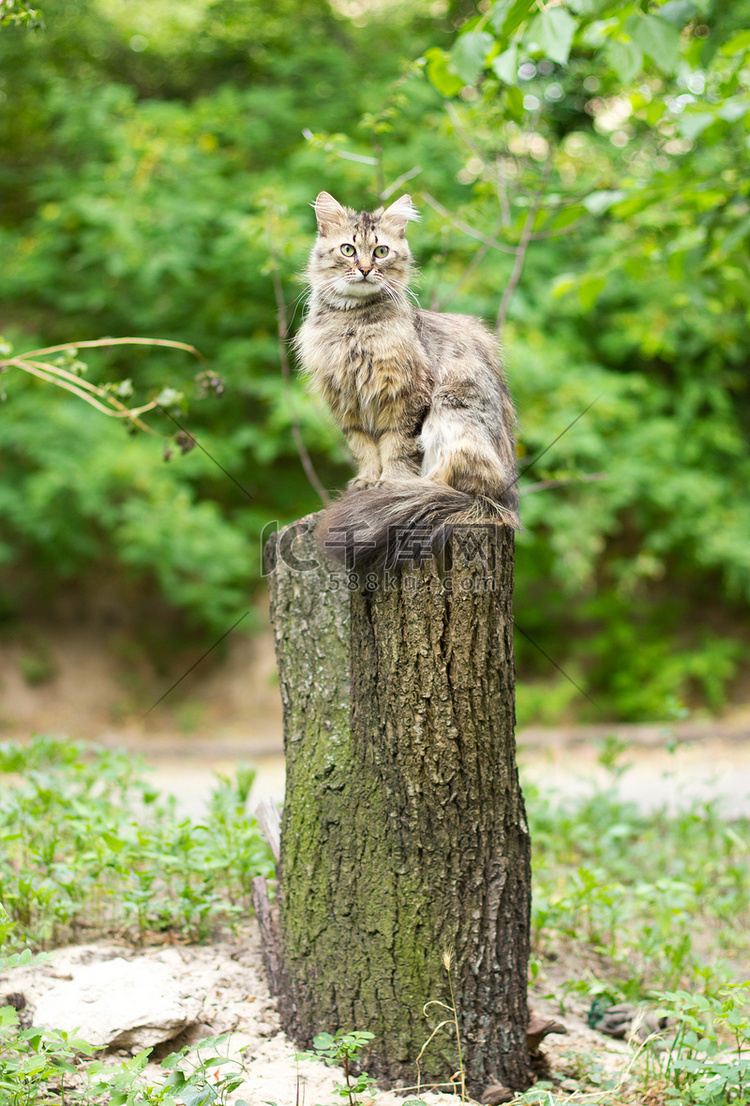Adult cat sitting on a tree stump outdoors高清摄影大图-千库网