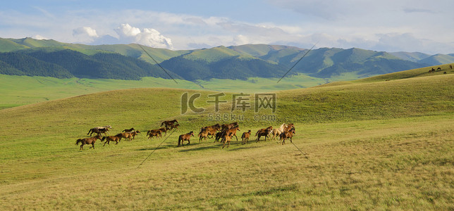 horeses grazein 阿尔卑斯大区高清摄影大图-千库网