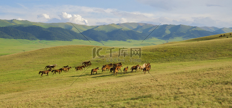 horeses grazein 阿尔卑斯大区高清摄影大图-千库网