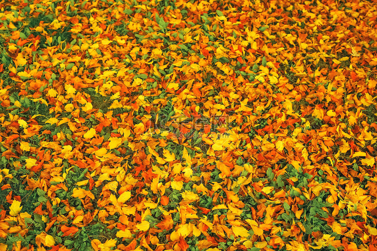 落叶 lon 地面高清摄影大图-千库网