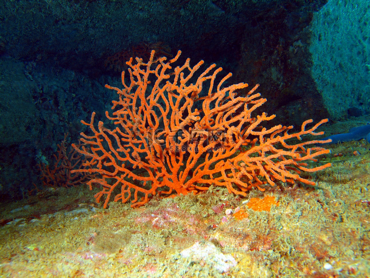 gorgone 珊瑚高清摄影大图-千库网