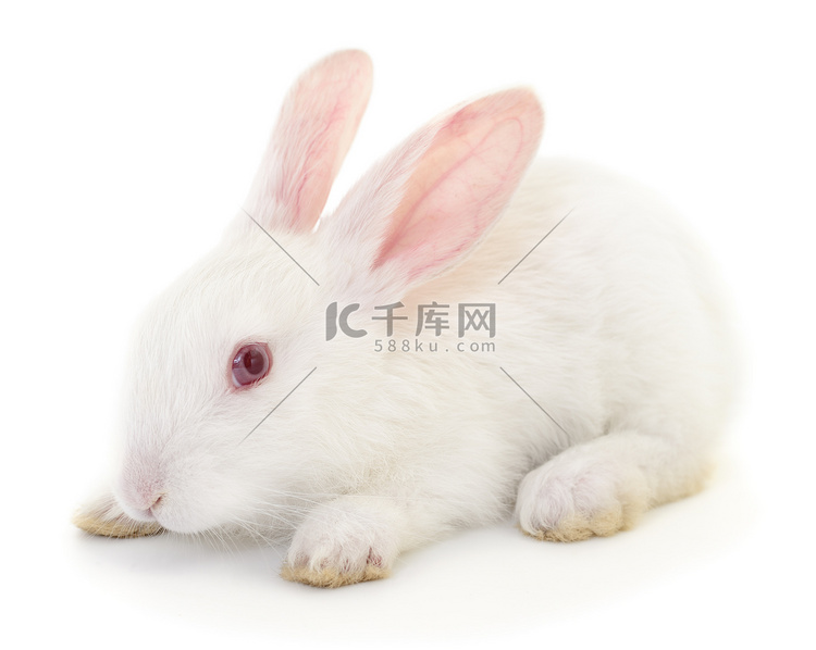 白色的小兔子.高清摄影大图-千库网