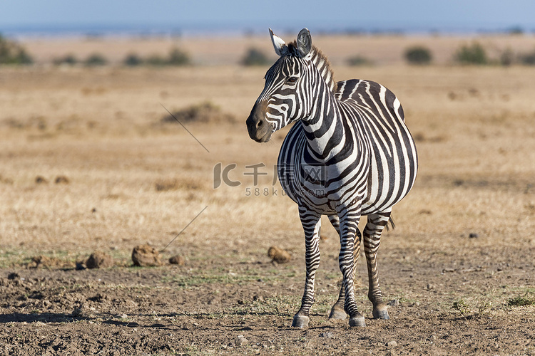Plains zebra (Equus quagga), pregnant mare, Ol Pejeta Reserve, Kenya ...