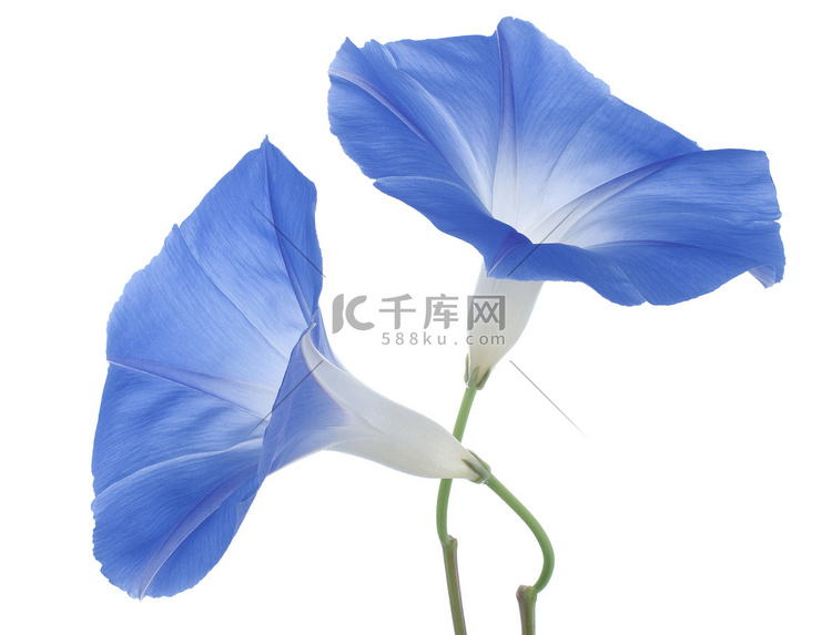 牵牛花高清摄影大图-千库网