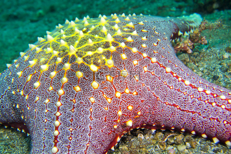 Sea Star, Red tubercled Sea Star, Pentaceraster sp., Lp.org h, North ...