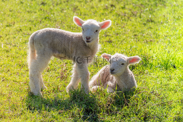 Two Spring Lambs in a Field in the Sunshine, with Copy Space高清摄影大图-千库网