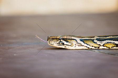 Python 蟒蛇高清摄影大图-千库网