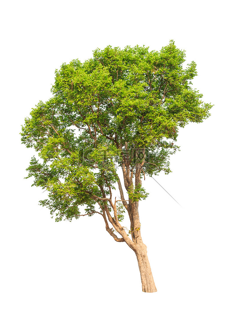 Irvingia malayana also known as Wild Almond, tropical tree in th高清摄影大图-千库网