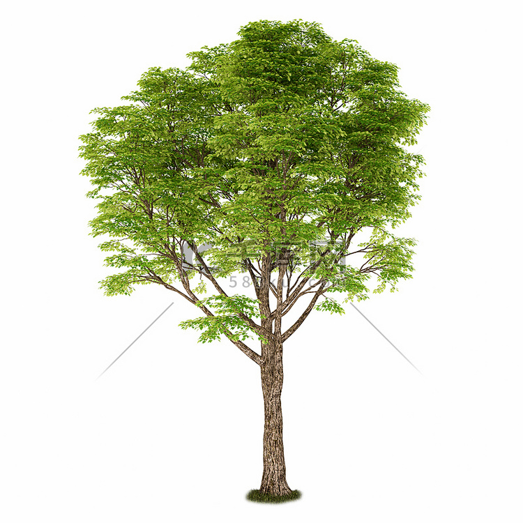 在白色背景上隔离的单棵树高清摄影大图-千库网
