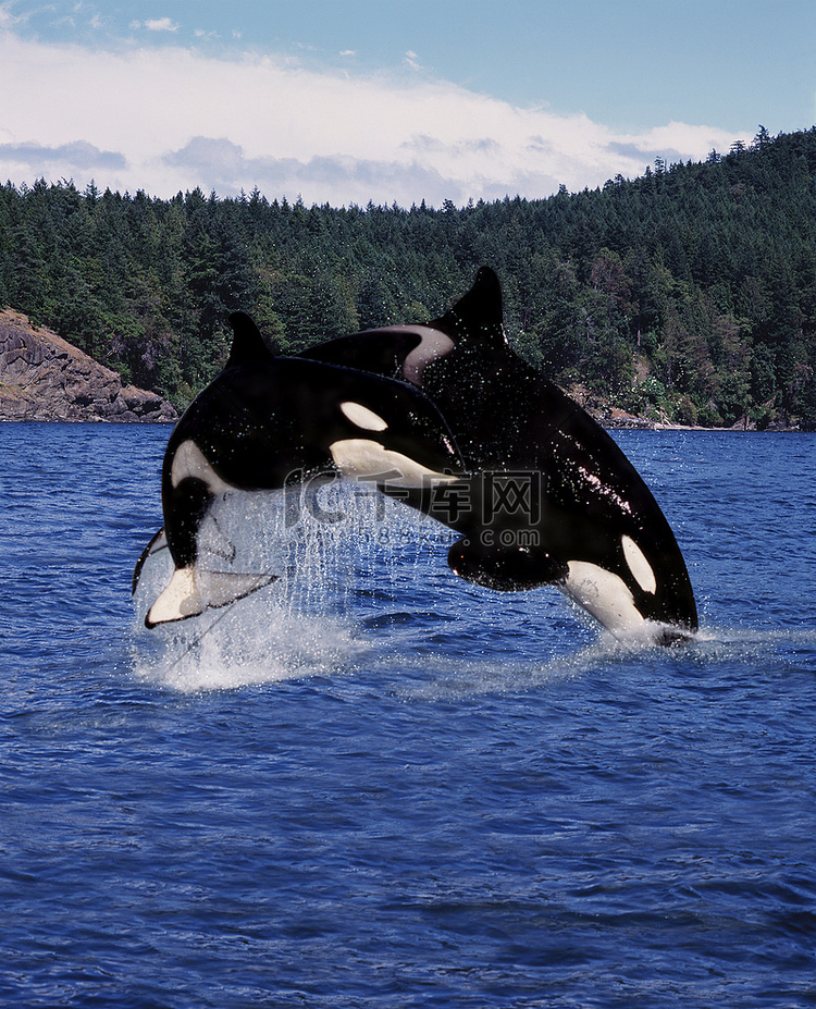 Killer Whale, Orcinus orca, Mother and Calf Leaping,加拿大 高清摄影大图-千库网