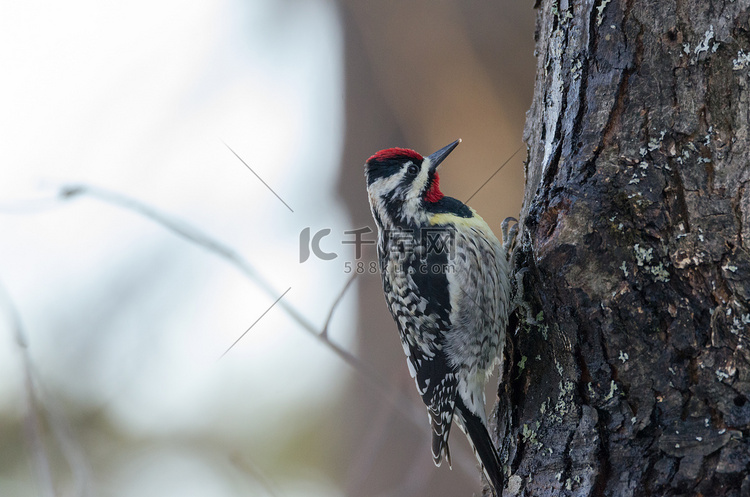 Yellow-bellied sapsucker: Sphyrapicus 关系式作顺序︰ Piciformes 家庭︰ Picidae，寻找 ...