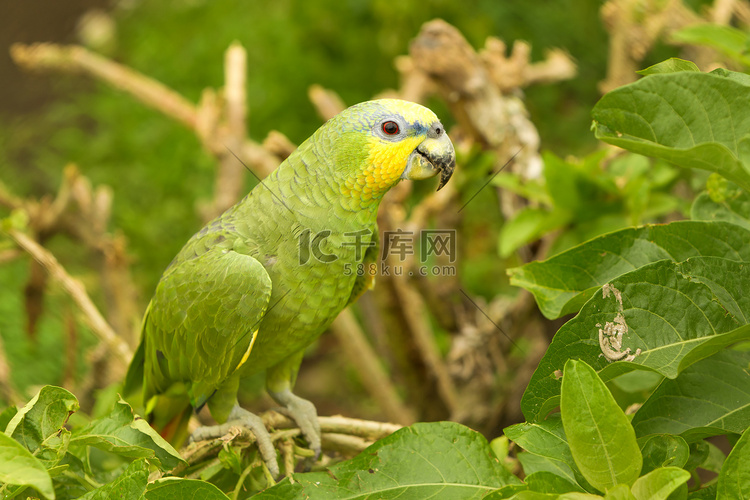 Amazona Ochrocephala Parrot Bird高清摄影大图-千库网