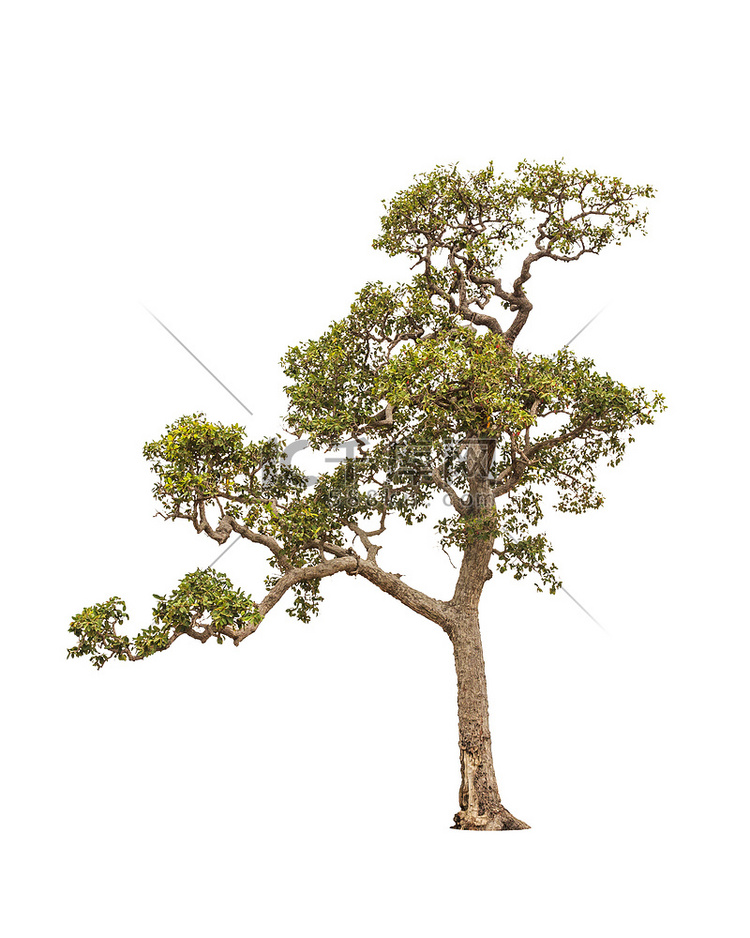 Dipterocapus Intricatus, tropical tree in the northeast of Thail高清摄影大图-千库网