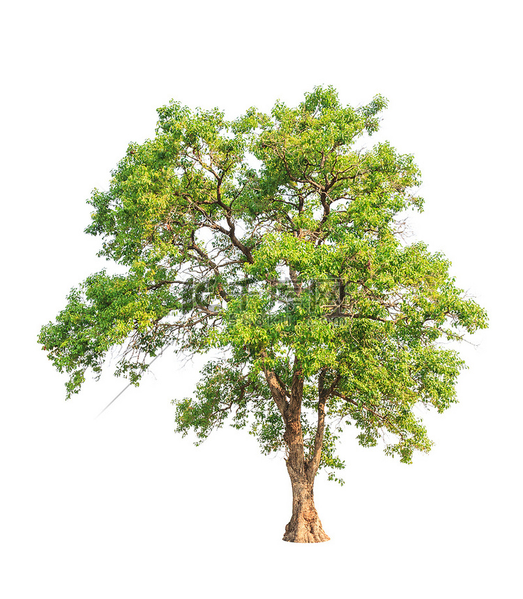 Tembusu (Fagraea fragrans), commonly known as Buabua, Urung, Tem高清摄影大图-千库网