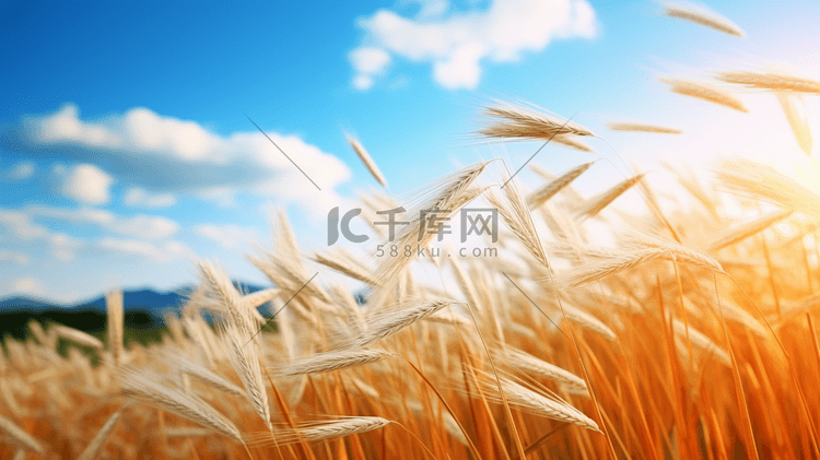 秋天丰收的稻田摄影高清摄影大图-千库网