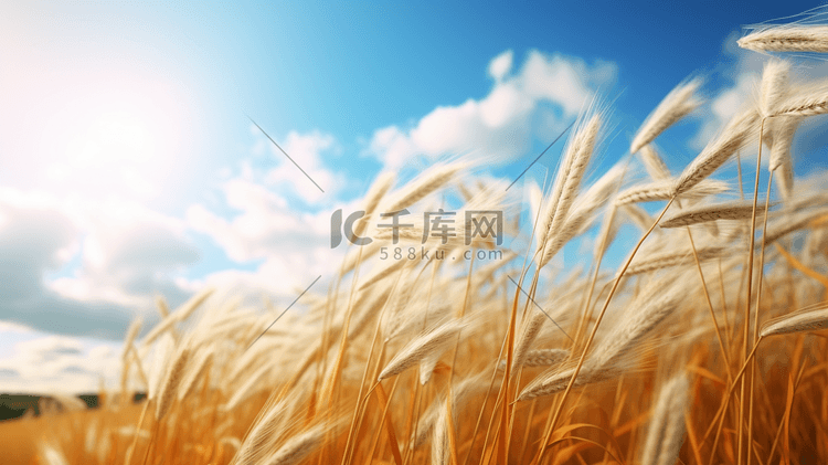 秋天丰收的稻田摄影高清摄影大图-千库网