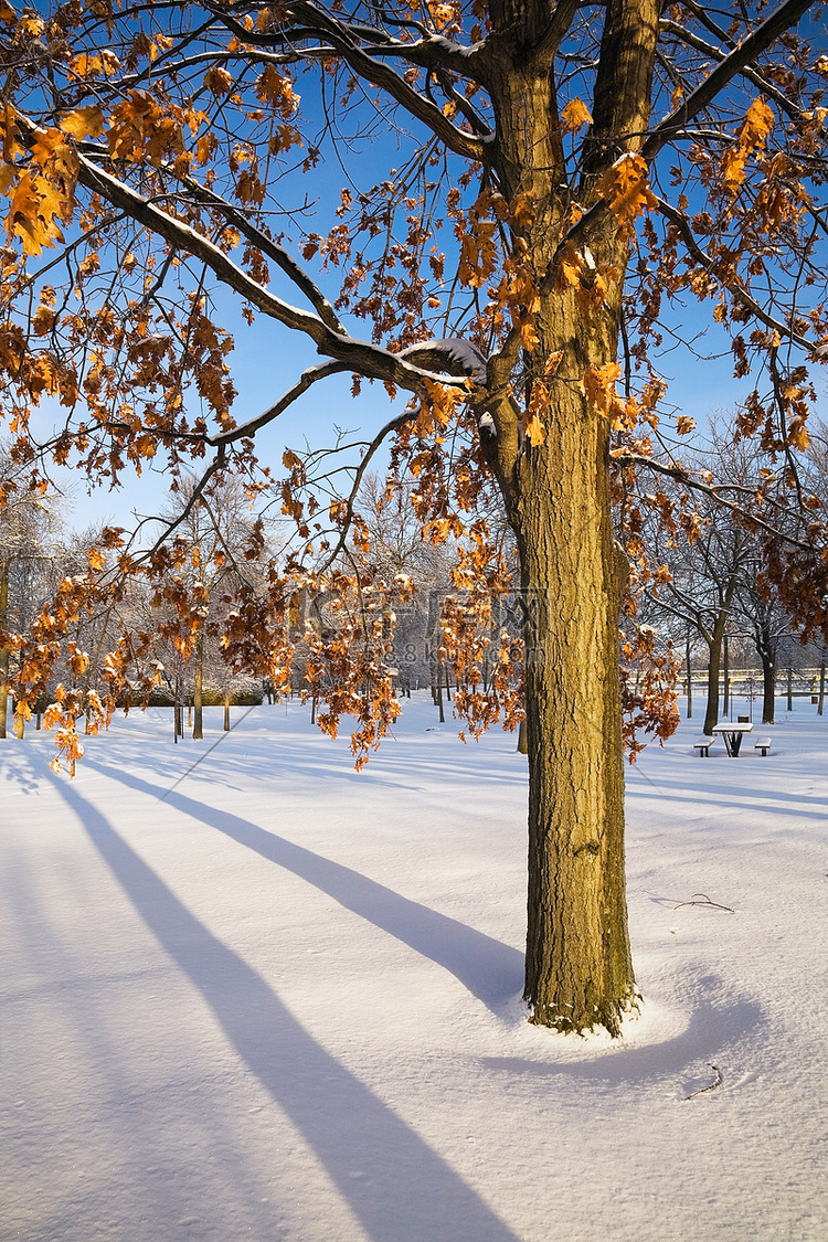 冰雪中的树加拿大魁北克省兰迪埃圣让岛特雷波恩高清摄影大图-千库网