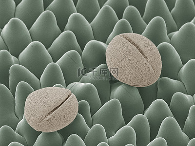 地面常春藤1100放大高清摄影大图-千库网