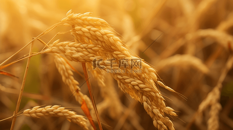 秋天丰收的稻田摄影高清摄影大图-千库网