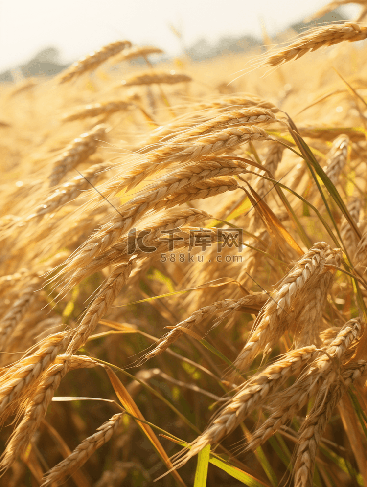 秋天丰收的稻田摄影高清摄影大图-千库网